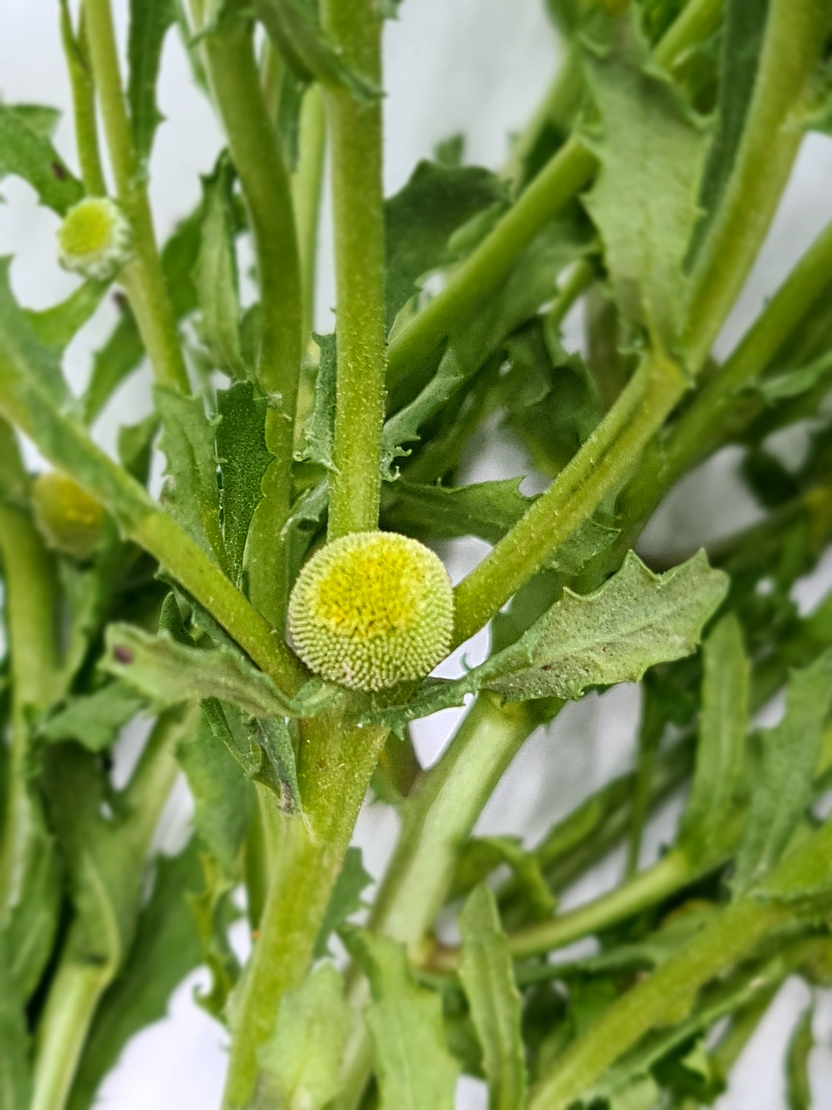 Natural Ingredients – Luv Ur Skin